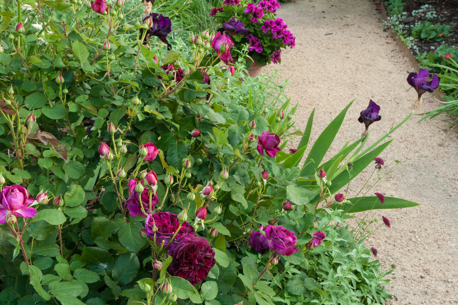 late october roses – Daily Gardener